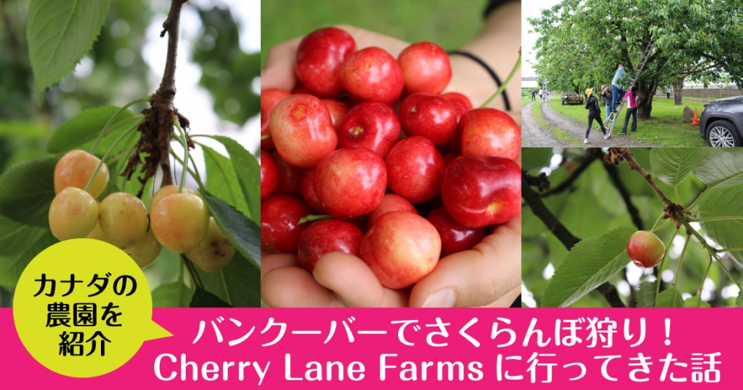 バンクーバーでさくらんぼ狩り！Cherry Lane Farmsに行ってきた話 | 野菜ソムリエ Hiro のベジフルポケット