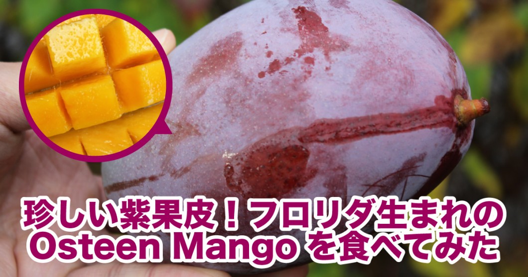 珍しい紫果皮！フロリダ生まれのオスティーンマンゴー(Osteen)を食べてみた | 野菜ソムリエ Hiro のベジフルポケット